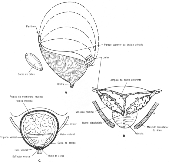 Anatomia Macroscopica Da Bexiga Urinaria Ciências Morfológicas