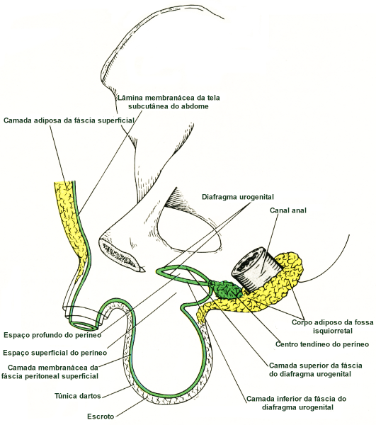 Fossa Isquiorretal Canal De Alcock | Dicionário Infopédia De Termos
