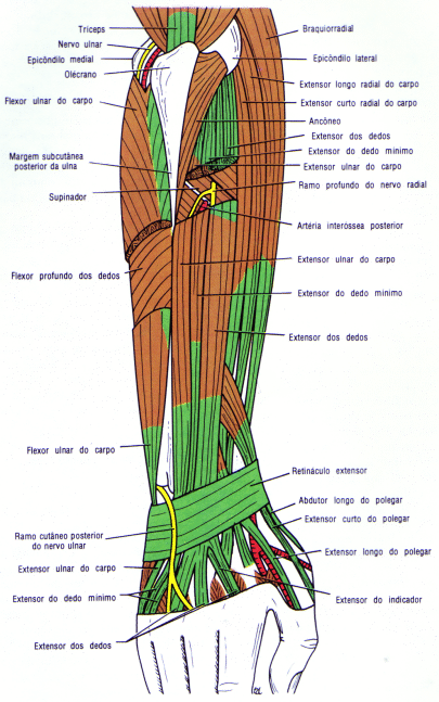 Extensor Longo Do Polegar Variation And Clinical Significance Of