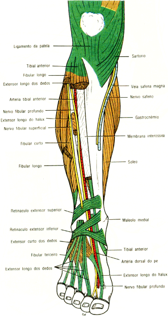 Anatomia Da Perna Esquerda Lesão Do Nervo Tibial Guia De Como
