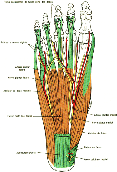 Anatomia Do Pe Esquerdo